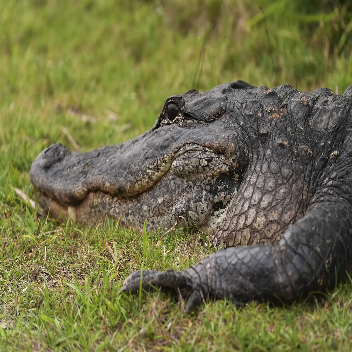 Outrage Over Proposed 'Alligator Alcatraz' Immigrant Detention Site ...