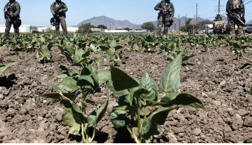 Violent Mob Attacks Federal Agents During Immigration Raids at ...